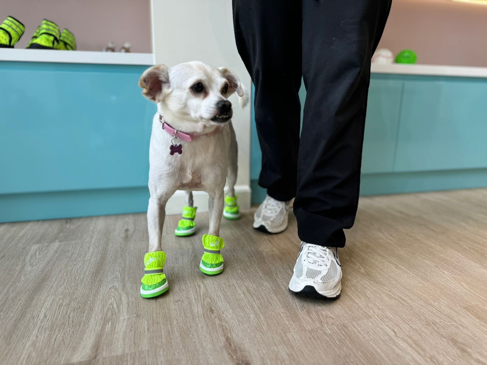 Para qué sirven los zapatos para perros y por qué son importantes ...